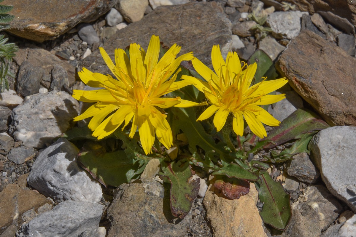 Taraxacum Alpinum